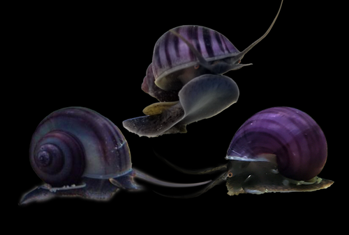 3 Purple Mystery Snails for Freshwater Aquarium | Swimming Creatures