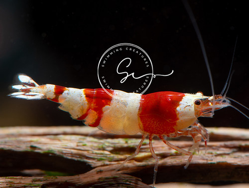 10 Crystal Red Shrimp (CRS) A+ Freshwater Aquarium Shrimp Live ...