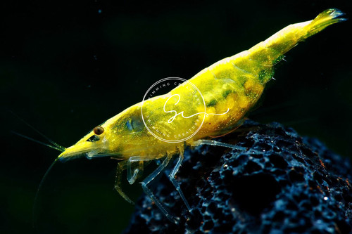 10 Golden Back Yellow Neocaridina Freshwater Aquarium Shrimp Live ...