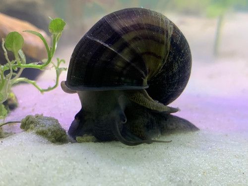 3 Black Mystery Snails for Freshwater Aquarium | Swimming Creatures