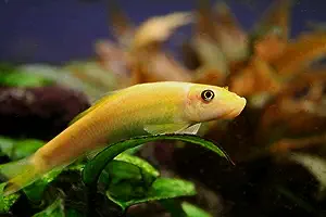 4 Golden Chinese Algae Eater (Gyrinocheilos aymonieri) Freshwater ...