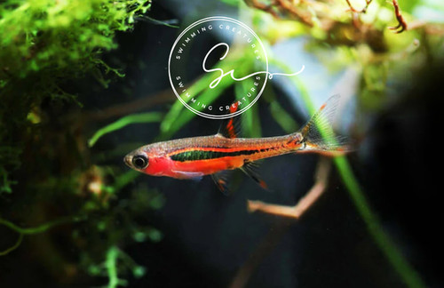 6 Chili Rasbora (Boraras brigittae) 1-2cm Freshwater Aquarium Fish Live ...