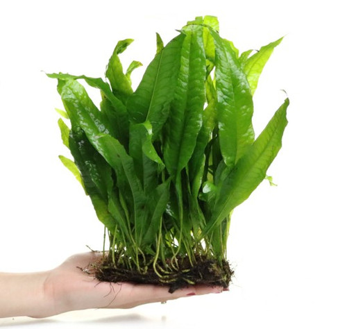 Java Fern (Microsorum pteropus) | Swimming Creatures