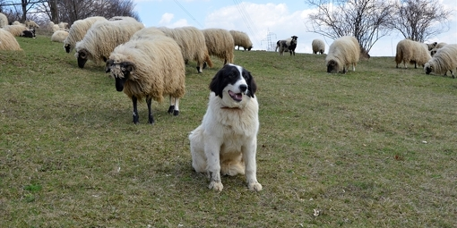 Vrste pasa, vrste za stan, čuvarske vrste, zdravlje pasa