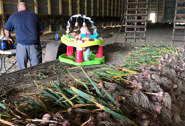 Home | Dam Good Garlic