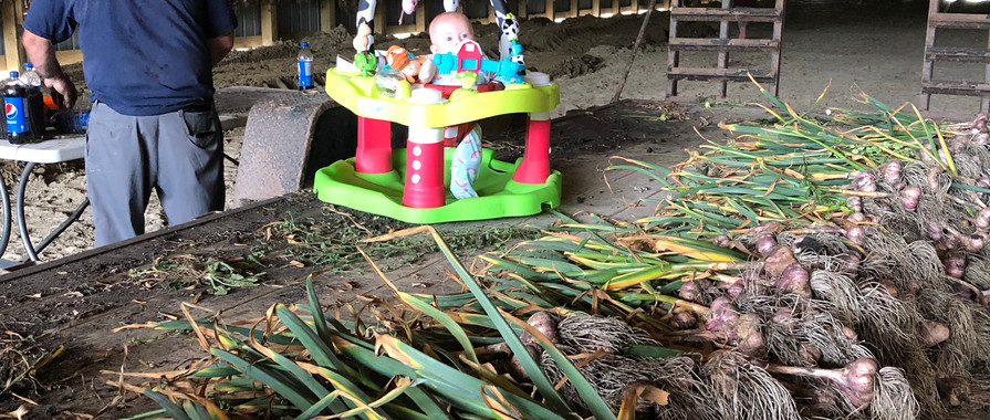 Garlic Seasonings | Dam Good Garlic Farm Ltd.