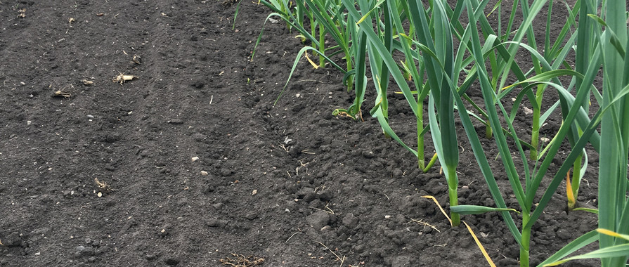 Garlic Seasonings | Dam Good Garlic Farm Ltd.