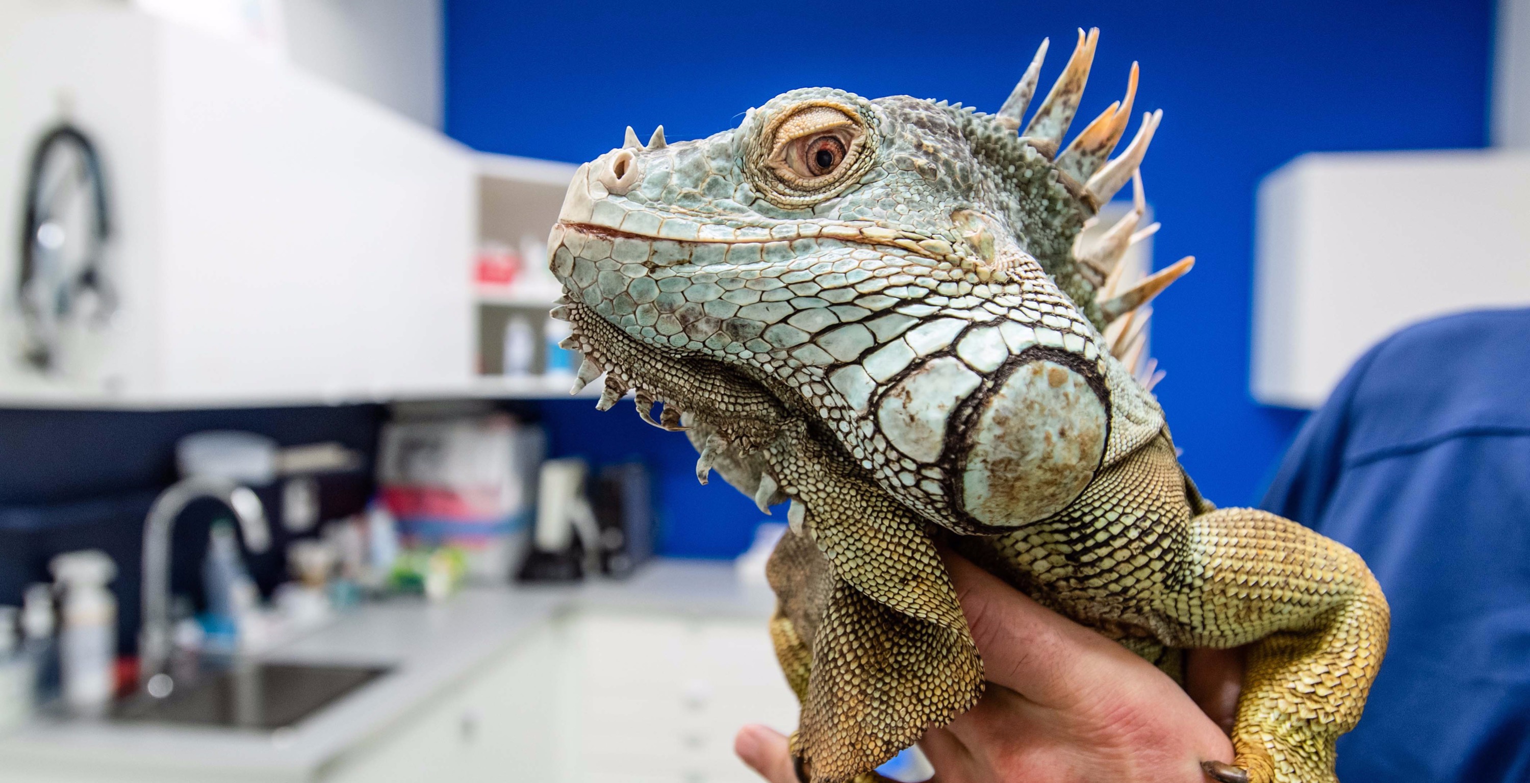 Veterina | ZooVET Veterinární klinika | HRADEC KRÁLOVÉ
