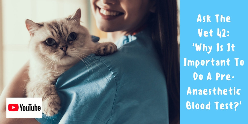 Why Is It Important To Do A Pre-Anaesthetic Blood Test?