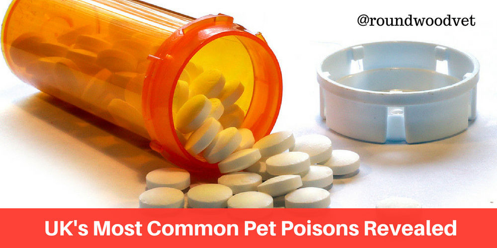 UK's Most Common Pet Poisons Revealed