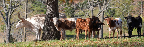 All Cattle | Virginia Longhorns