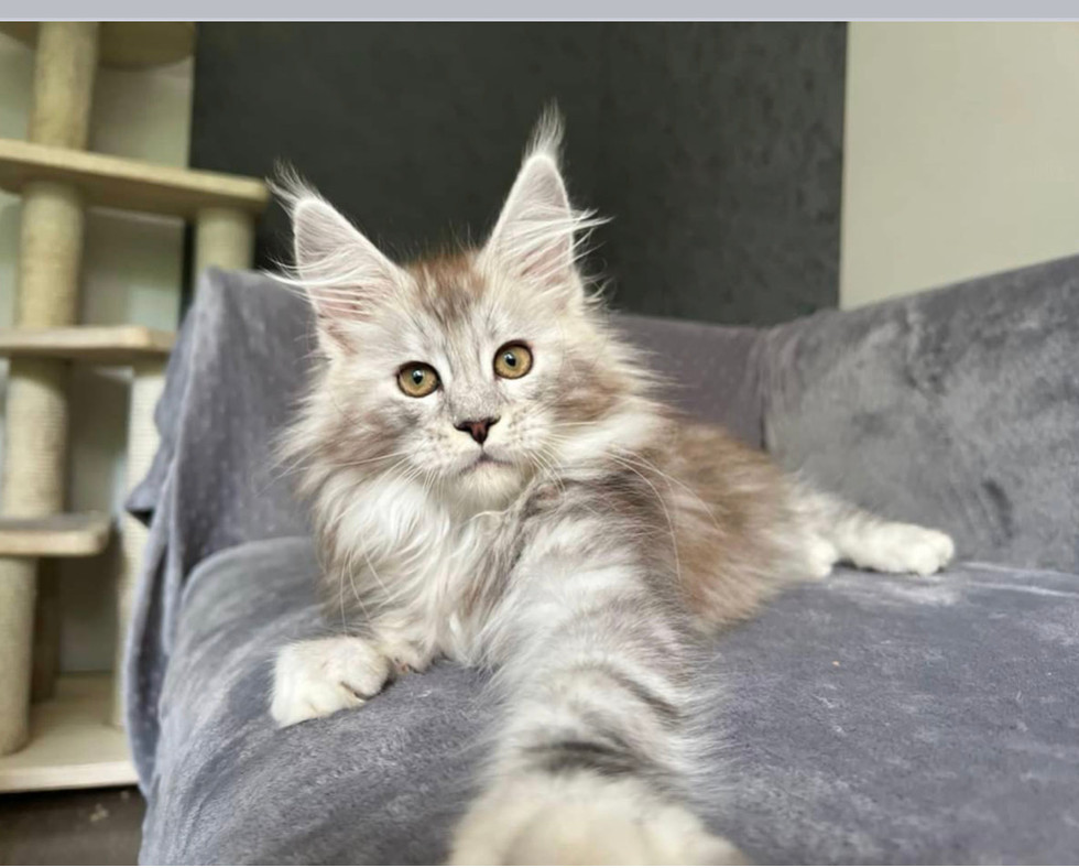 European Maine Coon Breeder | Sweet Giants Main Coons | Mckinney