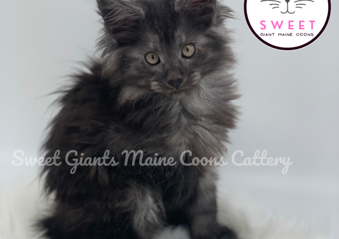 Sweet Giants Main Coons | Maine Coon breeder Texas | McKinney, TX, USA