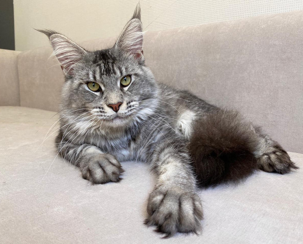 European Maine Coon Breeder | Sweet Giants Main Coons | Mckinney