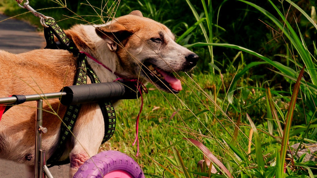 Bali Dog Association – The voice of Bali Dog's in need!