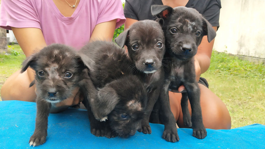 Bali Dog Association – The voice of Bali Dog's in need!