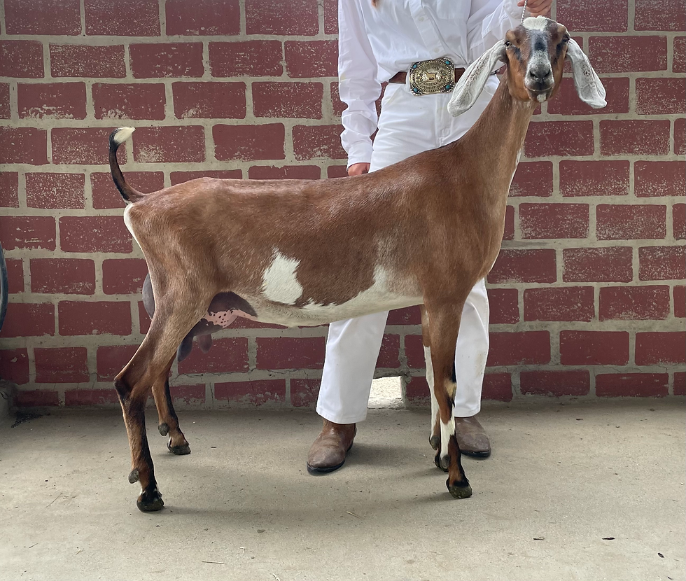 Goats For Sale | CA Blackberry's