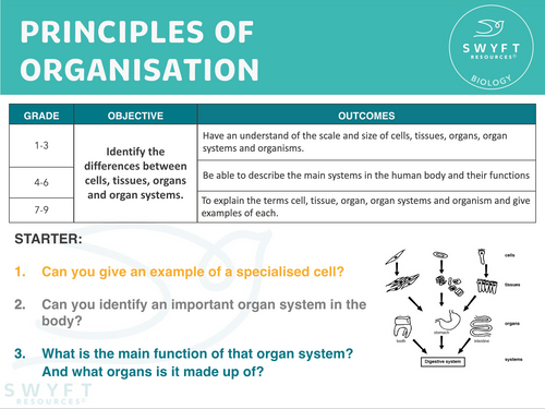 PRINCIPLES OF ORGANISATION - ORGANISATION | Swyft resources