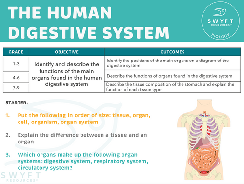 THE HUMAN DIGESTIVE SYSTEM - ORGANISATION | Swyft resources