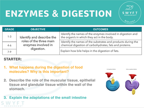 ENZYMES & DIGESTION - ORGANISATION | Swyft resources