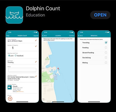 Dolphin Count | lmmn