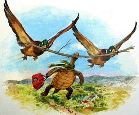 Historia de la tortuga “voladora”