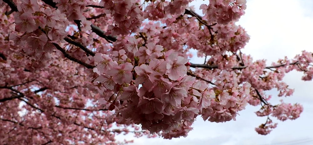 6 Rahasia dan Fakta Bunga Sakura ?!JAPAN VISA 20222024-03-27T07:57:54 ...