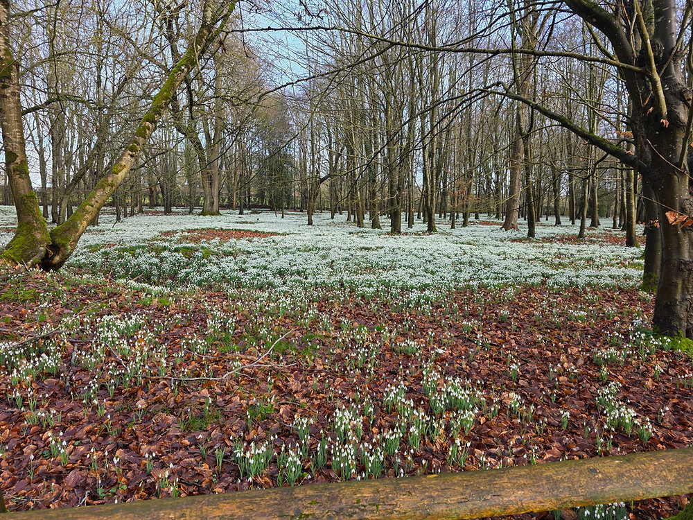 WELFORD PARK SNOWDROPS