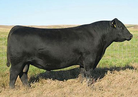 Sires | Rock Valley Cattle