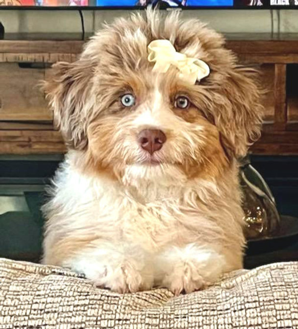 The "Puppy Honeymoon Phase": 3 Bad Habits To Ditch In Your Dog's First ...