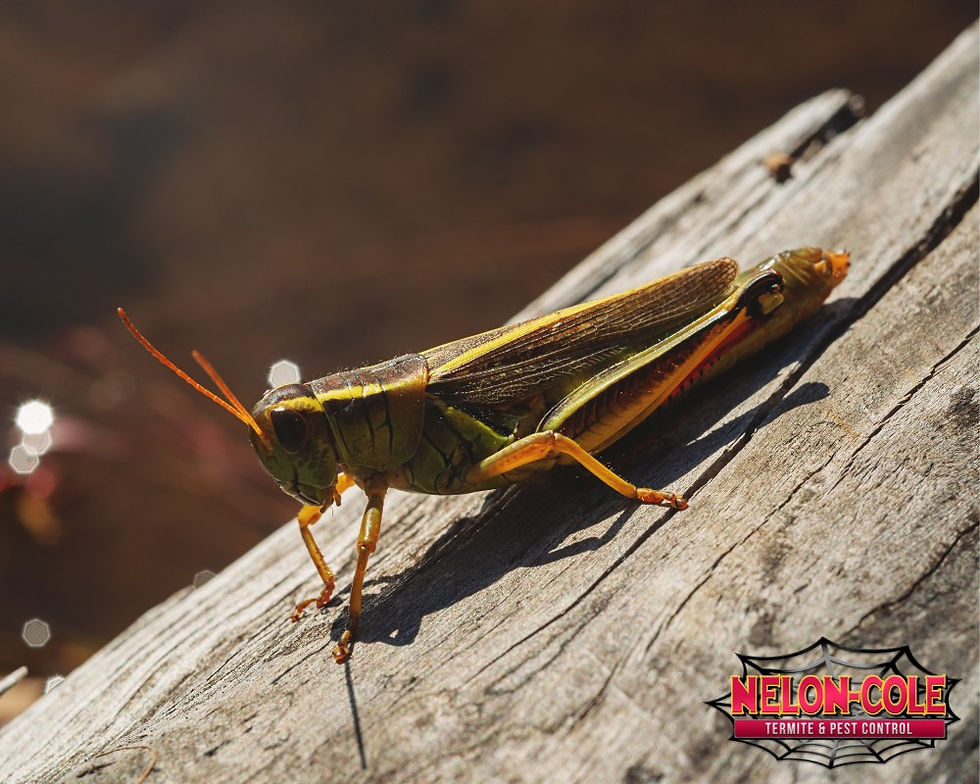 Know Your Outdoor Pests: Grasshoppers That Damage Your Lawn