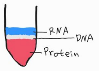 RNA isolation using TRIzol