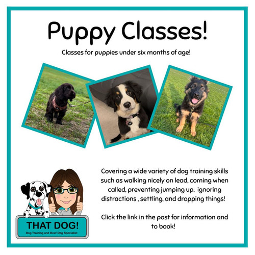 Perfect Puppy Course! | That Dog