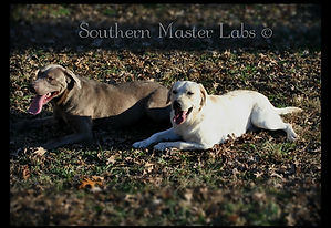 Labrador Retriever puppies | Travelers Rest SC | Southern Master Labs