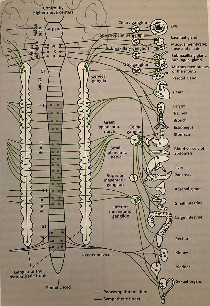 Matrix Rhythm Therapy Restores a Well-Functioning Lymphatic System to ...