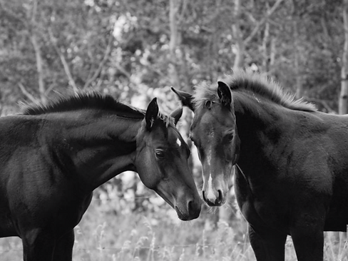 About | Diamond K Ranch