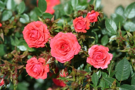 Patio Roses | fryersroses