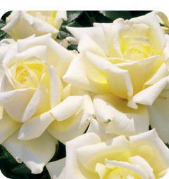 DIAMOND DAYS FOREVER | fryersroses