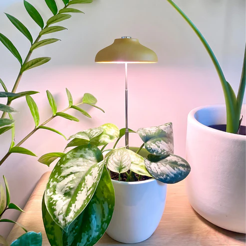 Instant Sun Grow Lamp | Botanical Lane