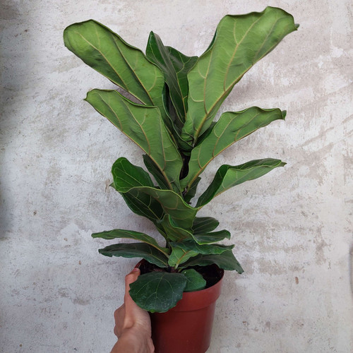 Ficus lyrata P17 | Universo Plantae