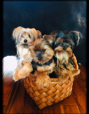 PUPPIES | Starletyorkies