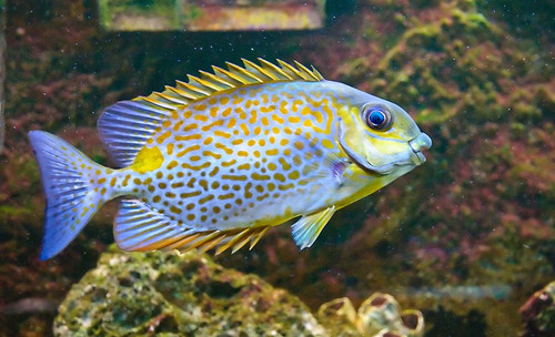 Yellow Blotch Rabbitfish (Siganus guttatus) | Deep Sea Now
