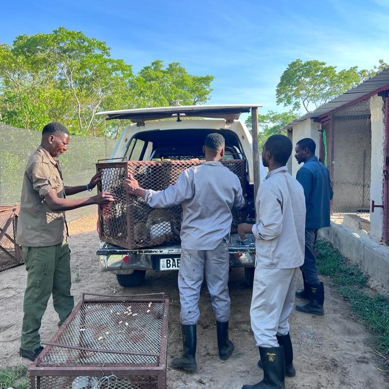 27 Primates Released Back to the Wild- where they belong.