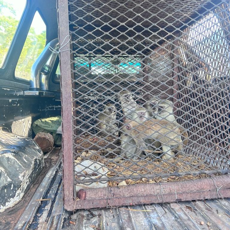 27 Primates Released Back to the Wild- where they belong.