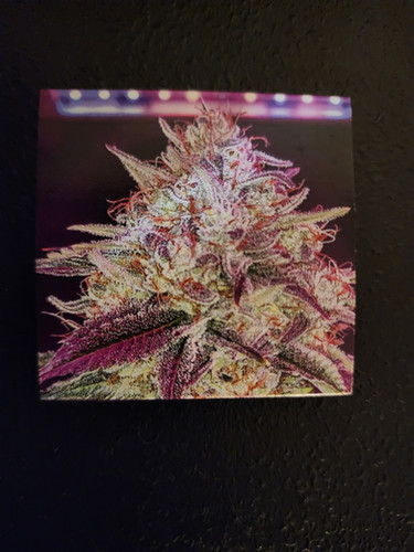 2024 Pink Chad 1 Oz Silver Coin | Happy Plantz