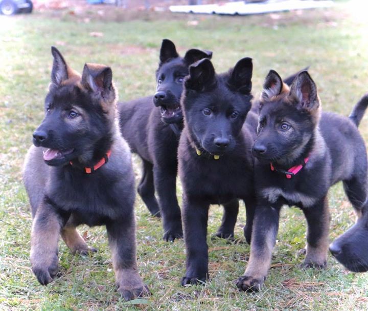 Auf der Marquis GSD Photo Gallery