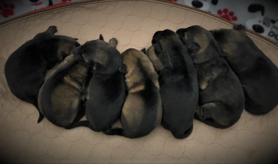 Auf der Marquis GSD Photo Gallery