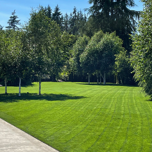 GALLERY | The Perfect Lawn