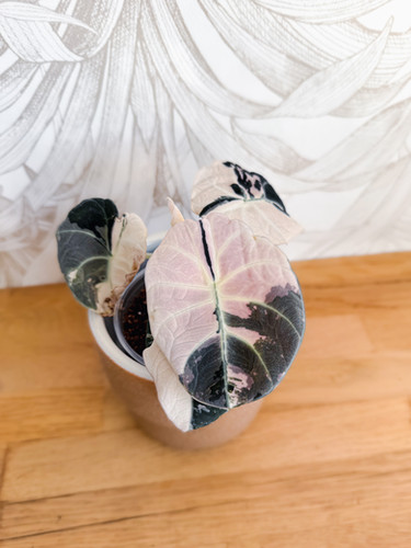 Alocasia Reginula Black Velvet Pink Variegata | Tecy’s Plants
