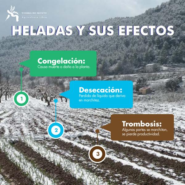 Heladas Efectos Y Soluciones Tierra De Monte
